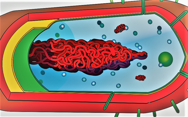 Nucleoide | Qué es, características, composición, cómo verlo