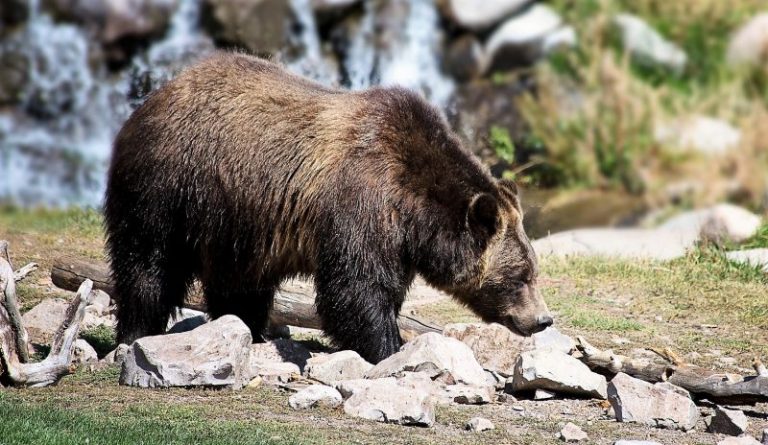 Oso grizzly | Qué es, características, alimentación, hábitat | Información