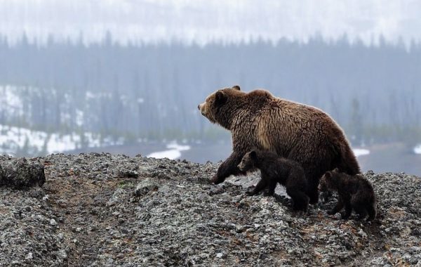 Oso grizzly | Qué es, características, alimentación, hábitat | Información