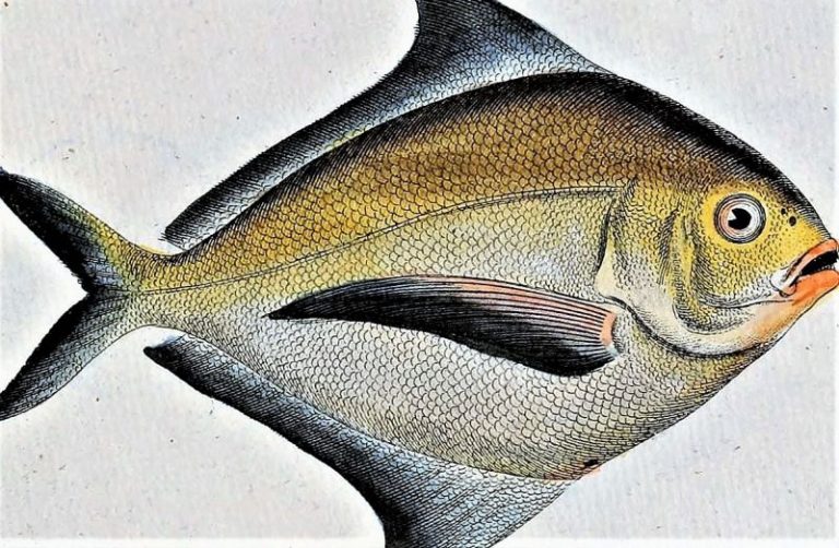 Pámpano | Características, hábitat, uso gastronómico, cultivo, curiosidades