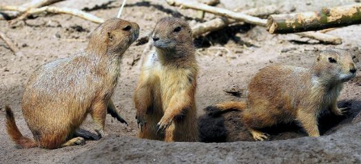 Perrito de la pradera | Características, alimentación, hábitat ...