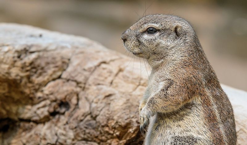 Perrito de la pradera | Características, alimentación, hábitat ...