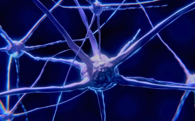 Ribosomas | Qué son, características, tipos, ubicación, división, función