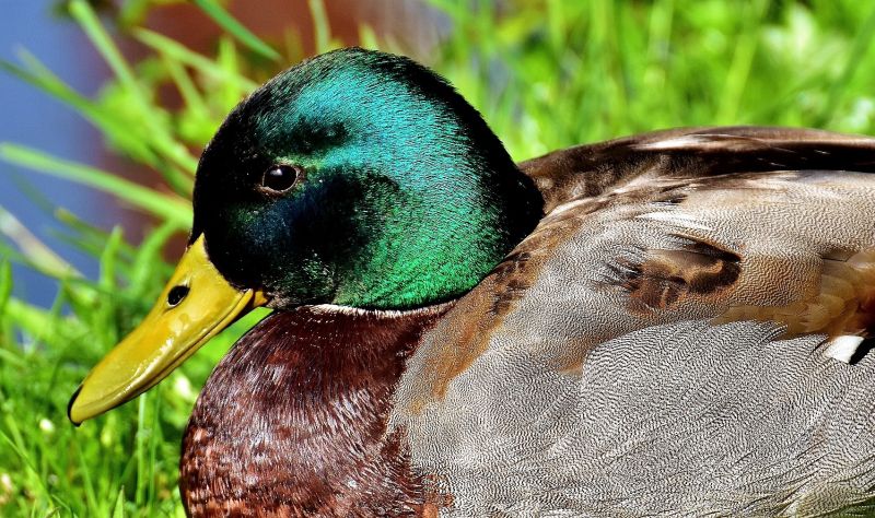 Ánade real | Características, reproducción, origen, evolución | Ave