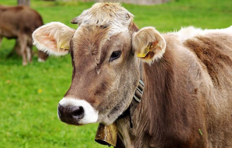 Heterótrofos Qué son, descripción, clasificación, ejemplos Animales ...