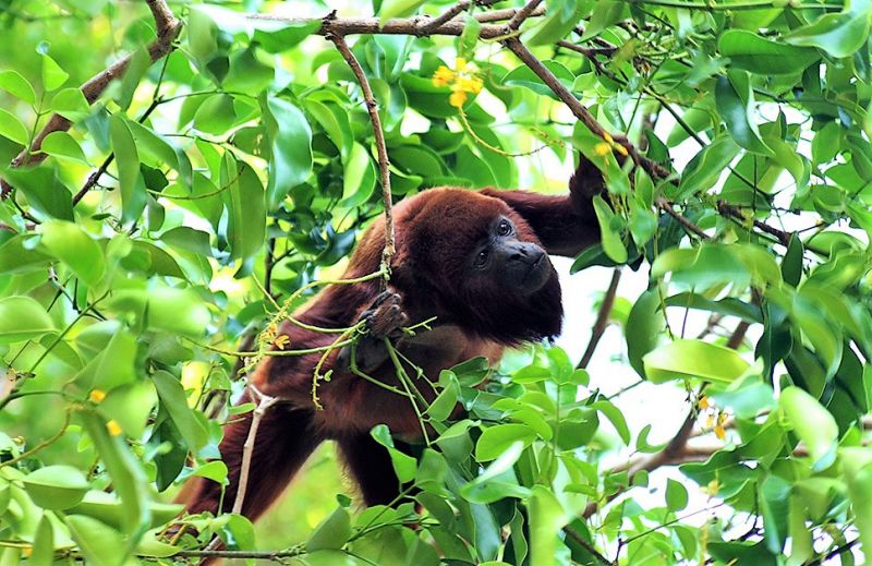 Araguato | Características, alimentación, reproducción, hábitat | Mono