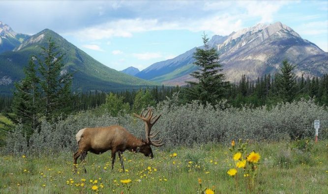 Caribú | Características, alimentación, hábitat, reproducción, migración