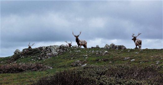 Caribú | Características, alimentación, hábitat, reproducción, migración