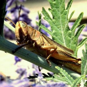 Animales | Tu web del mundo animal