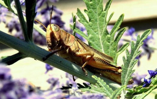 Cigarra | Características, reproducción, canto, datos, información ...