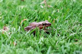 Coquí | Características, hábitat, reproducción, variedades, alimentación