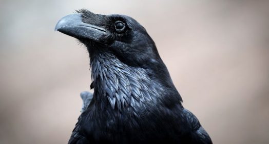 Cuervo | Características, alimentación, hábitat, reproducción | Ave