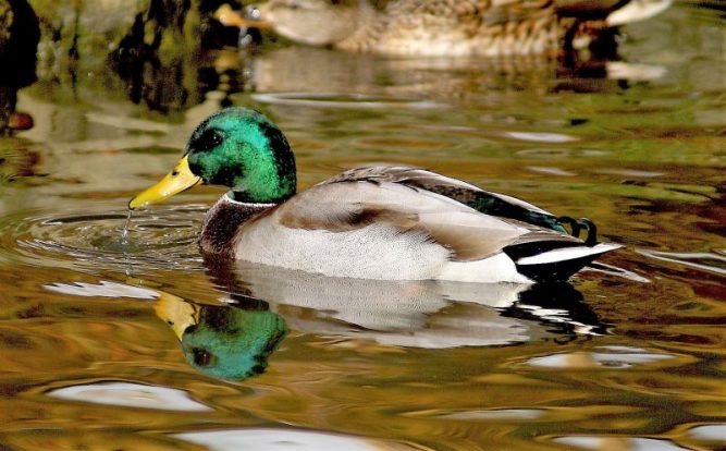 Ánade real | Características, reproducción, origen, evolución | Ave