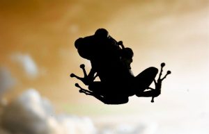 Coquí | Características, hábitat, reproducción, variedades, alimentación