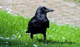 Cuervo | Características, alimentación, hábitat, reproducción | Ave