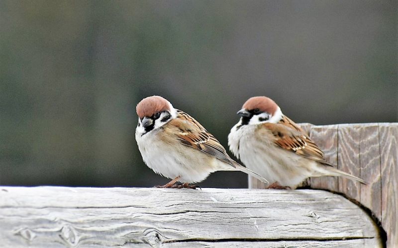 Gorrión | Características, reproducción, alimentación, comportamiento