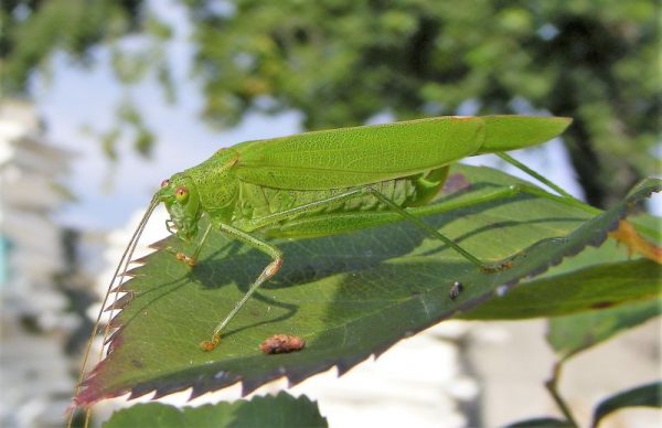 Grillo | Características, alimentación, hábitat, reproducción, canto ...