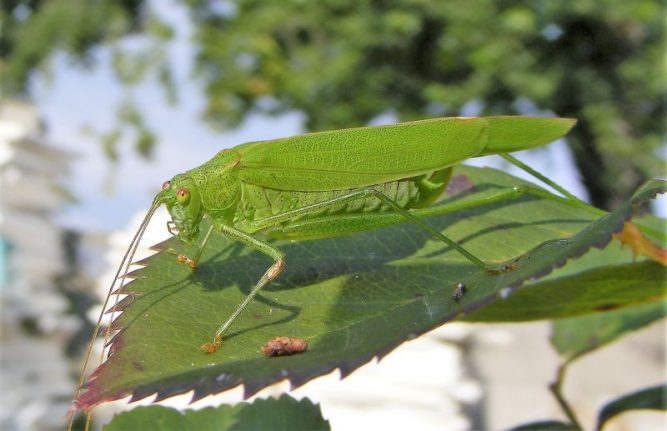Grillo | Características, alimentación, hábitat, reproducción, canto ...