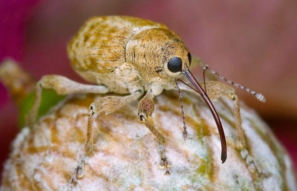 Gorgojo | Características, alimentación, reproducción, variedades | Insecto