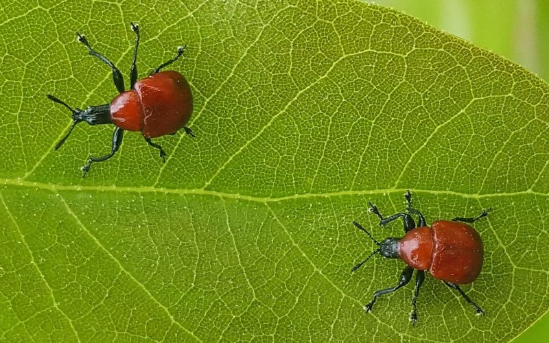 Gorgojo | Características, alimentación, reproducción, variedades | Insecto