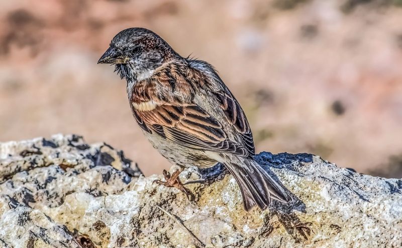 Gorrión | Características, reproducción, alimentación, comportamiento