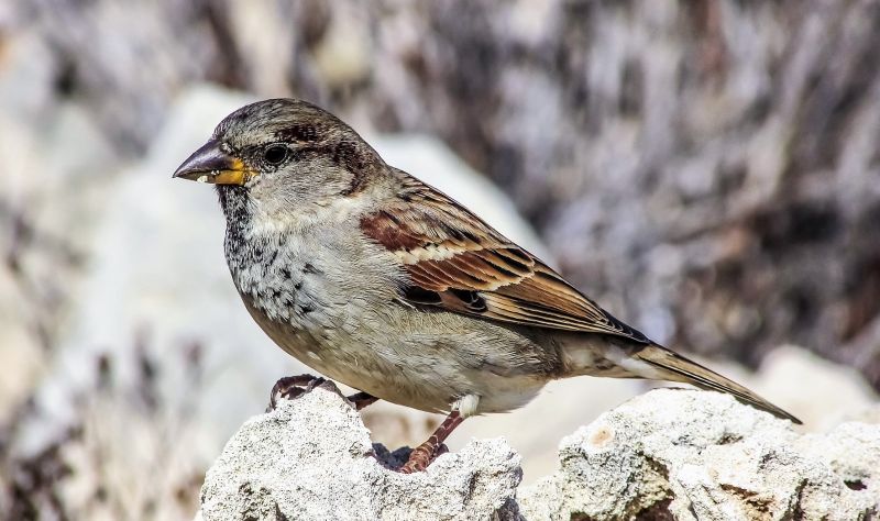 Gorrión | Características, reproducción, alimentación, comportamiento