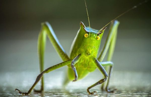 Grillo | Características, alimentación, hábitat, reproducción, canto ...