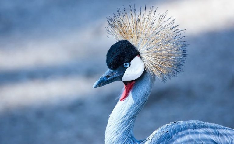 Grulla | Características, alimentación, hábitat, reproducción | Ave