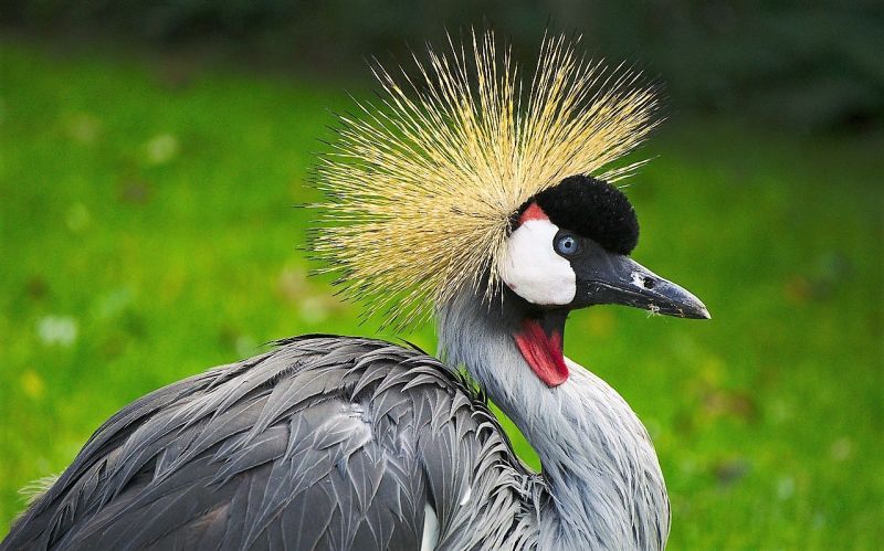 Grulla | Características, alimentación, hábitat, reproducción | Ave