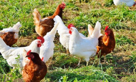 Animales domésticos | Características, clasificación, beneficios ...