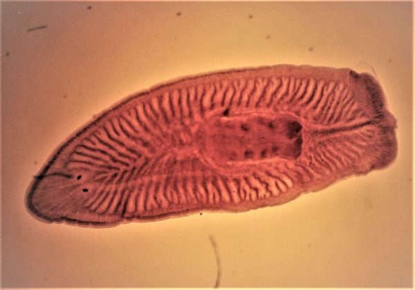 Platelmintos | Características, clasificación, hábitat, alimentación