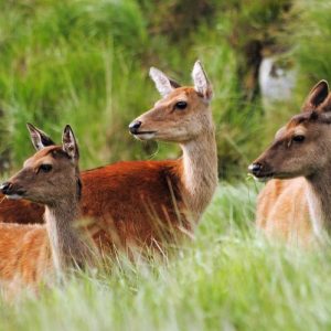 Venado | Características, alimentación, reproducción, hábitat | Animales