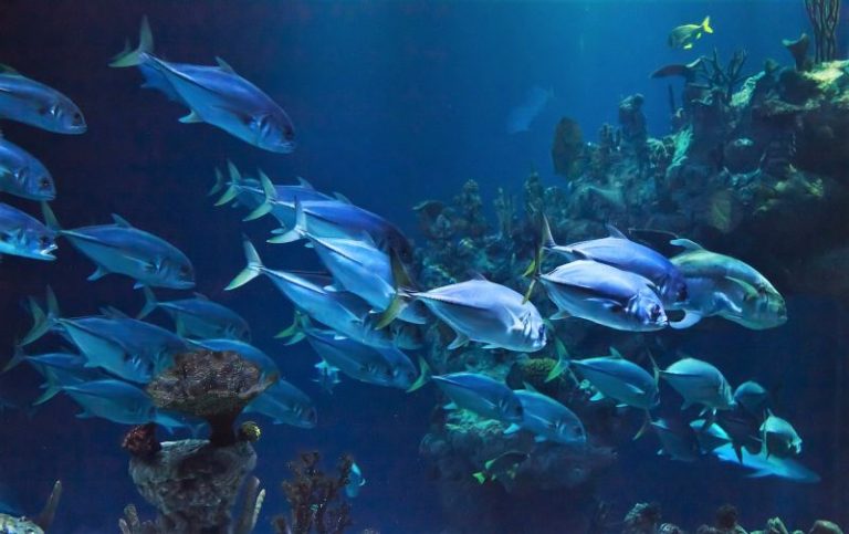 Animales acuáticos | Características, alimentación, hábitat, clasificación