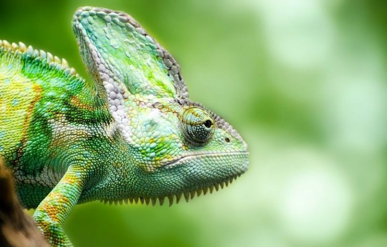 Animales bípedos | Qué son, especies, ejemplos, características, razones