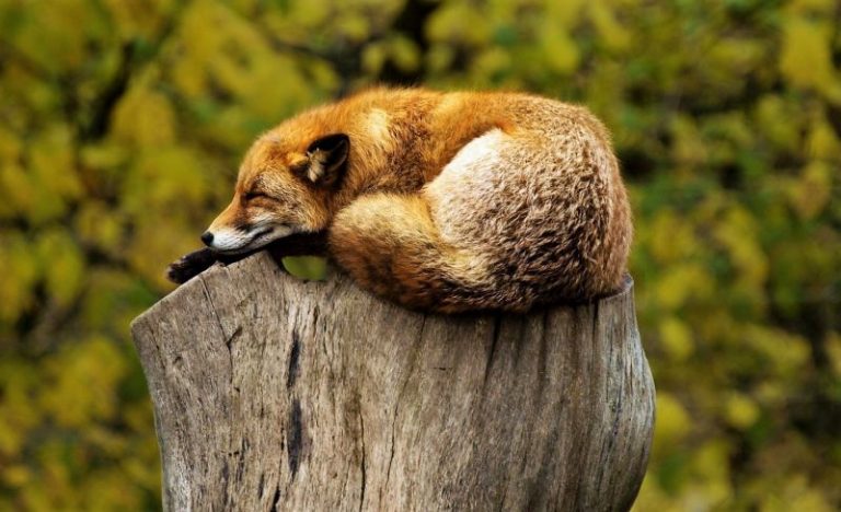 Animales frugívoros | Qué son, características, especies, peligro de ...