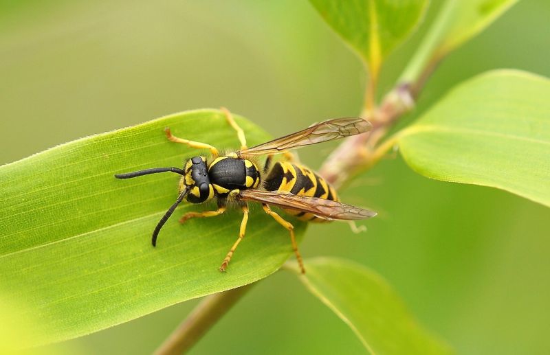Avispas | Características, alimentación, hábitat, reproducción, picadura