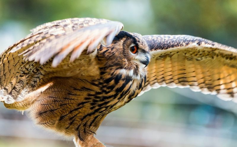 Búho real | Características, hábitat, reproducción, alimentación | Ave