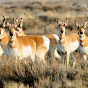 Berrendo | Características, alimentación, hábitat, especies, reproducción