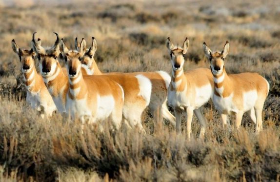 Berrendo | Características, alimentación, hábitat, especies, reproducción