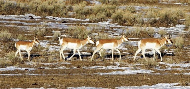 Berrendo | Características, alimentación, hábitat, especies, reproducción
