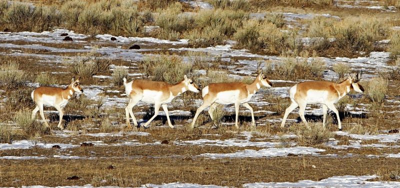 Berrendo | Características, alimentación, hábitat, especies, reproducción