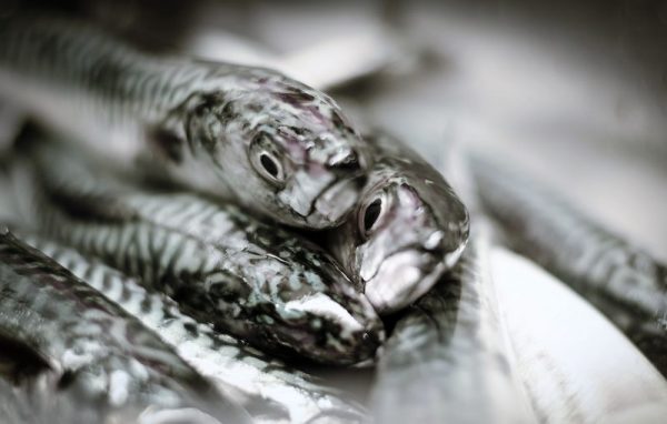 Caballa | Características, hábitat, reproducción, alimentación, beneficios