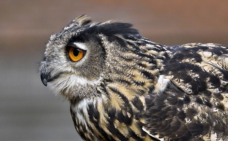 Búho real | Características, hábitat, reproducción, alimentación | Ave