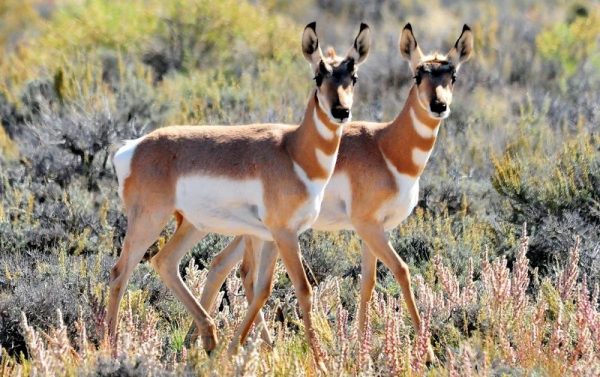 Berrendo | Características, alimentación, hábitat, especies, reproducción