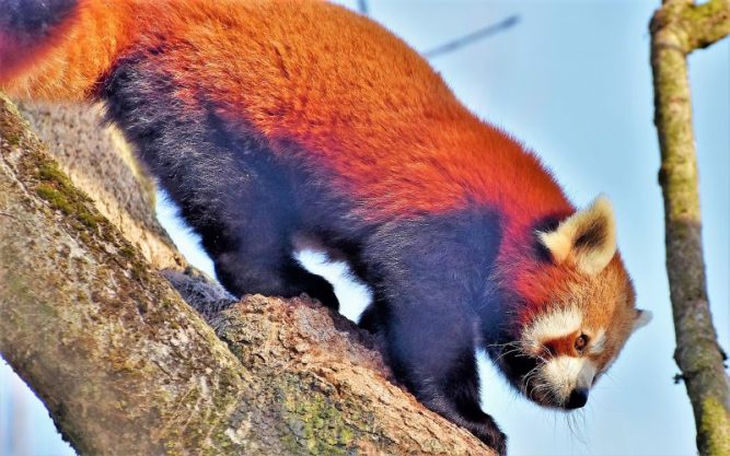 Panda rojo | Características, hábitat, reproducción, curiosidades | Animal