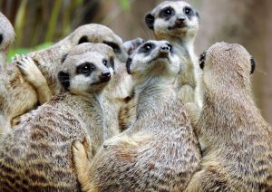 Animales insectívoros | Qué son, características, clasificación, especies