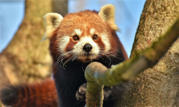 Panda rojo | Características, hábitat, reproducción, curiosidades | Animal