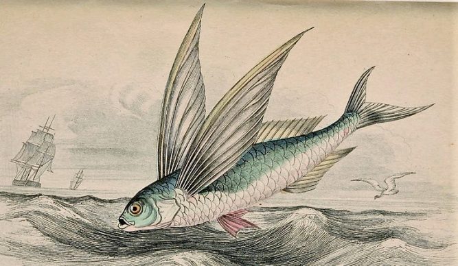 Pez volador | Características, tipos, vuelo, pesca, información
