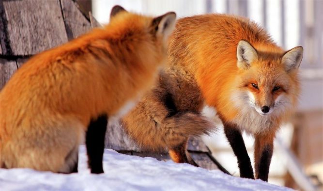 Cánidos | Características, alimentación, hábitat, reproducción ...