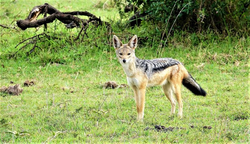 Cánidos | Características, alimentación, hábitat, reproducción ...